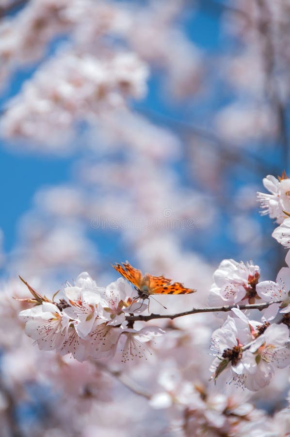 Butterfly Feeding on a Peach Blossom in Early Spring Stock Photo ...