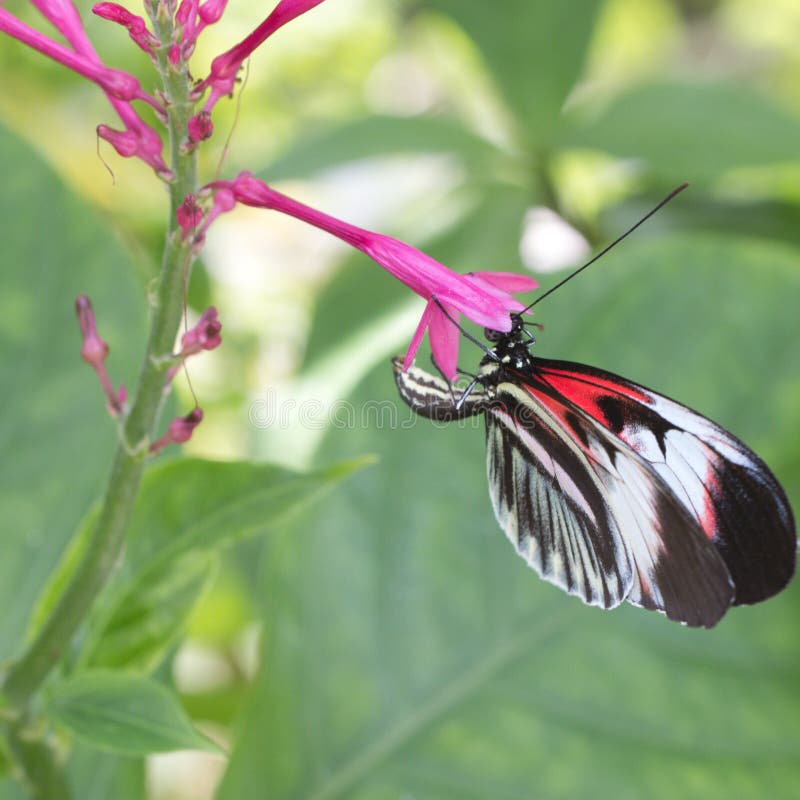 Butterfly feeding stock image. Image of feeding, butterfly - 163773339