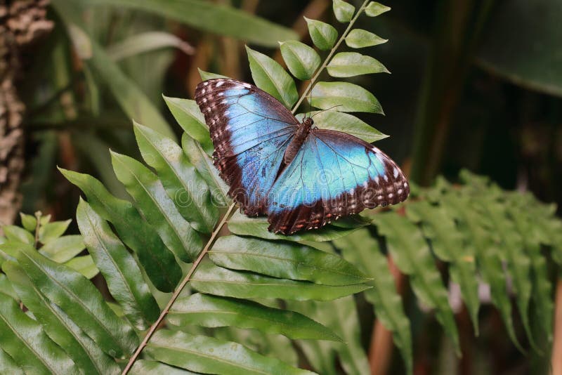 Butterfly on a fern stock photo. Image of fern, insect - 92366990