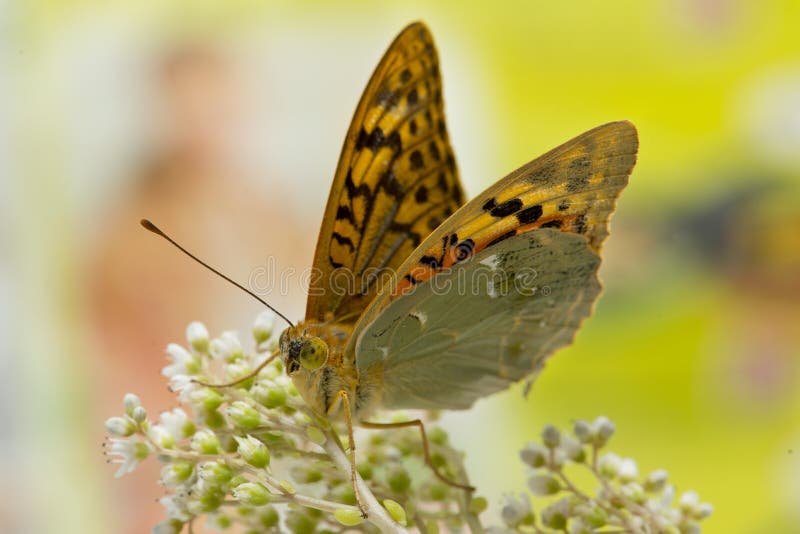 Butterfly in the field stock photo. Image of leaves, green - 32472928