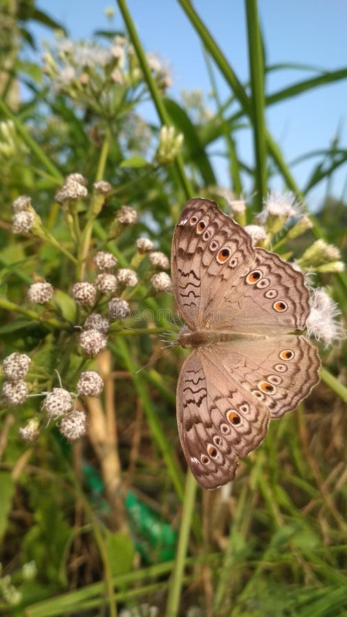 Butterfly in the field stock image. Image of invertebrate - 191580077