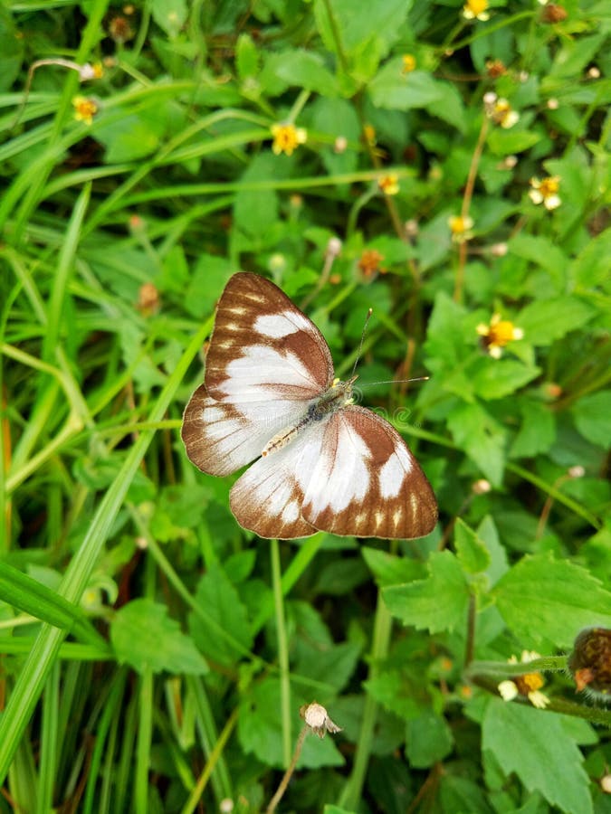 Butterfly in the field stock image. Image of butterfly - 151991031