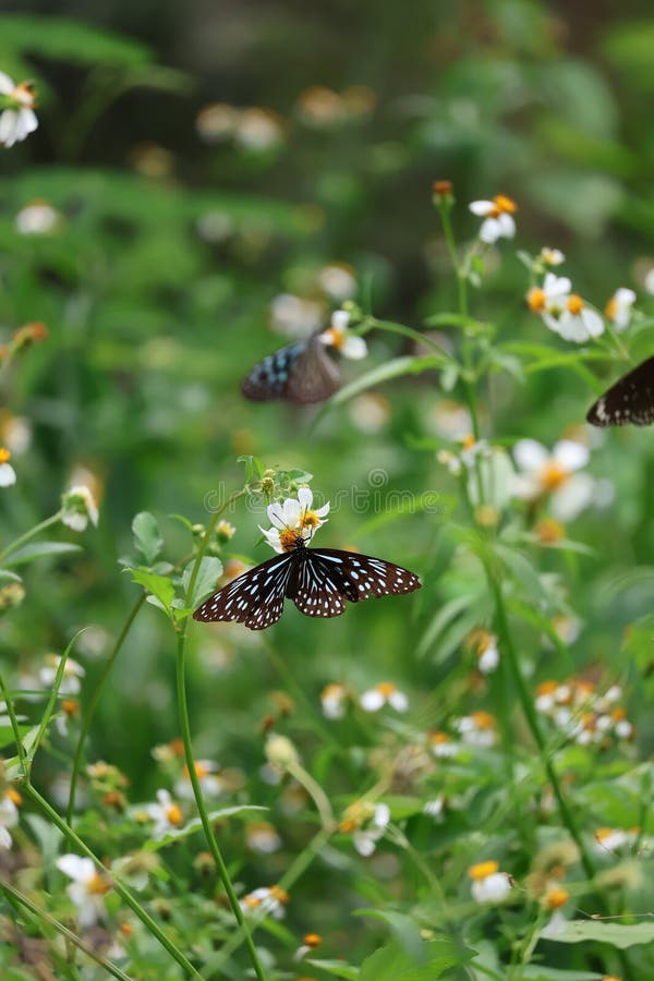 Butterfly field stock image. Image of quiet, chamomile - 344779323