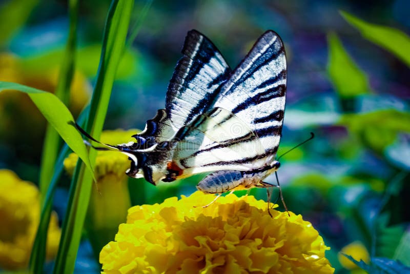 Butterfly in the field stock photo. Image of animal, insect - 12506812