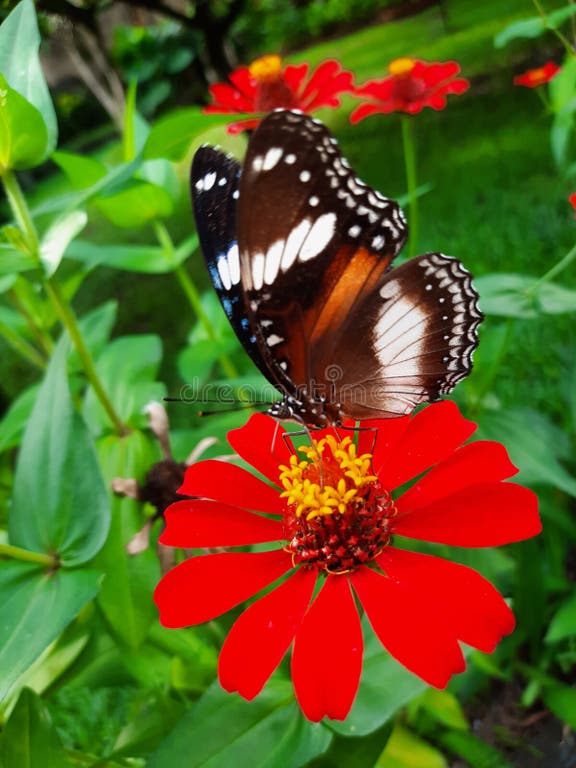 A Butterfly Finding Nectar! Stock Image - Image of moth, arthropod ...