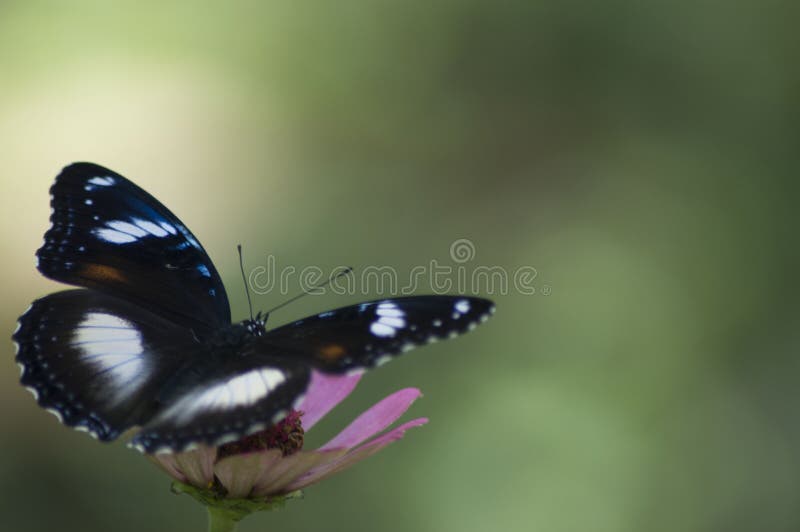 The Butterfly Landing for Finding a Nectar Stock Image - Image of ...