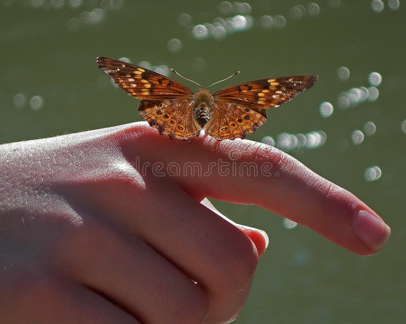 Butterfly on finger stock image. Image of caterpillar - 21957999