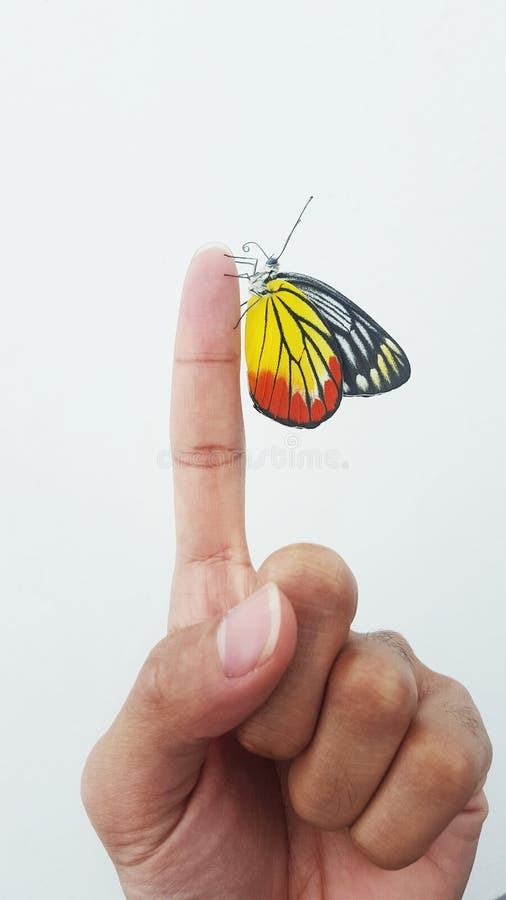 Butterfly on Finger stock photo. Image of spotted, yellow - 40985734