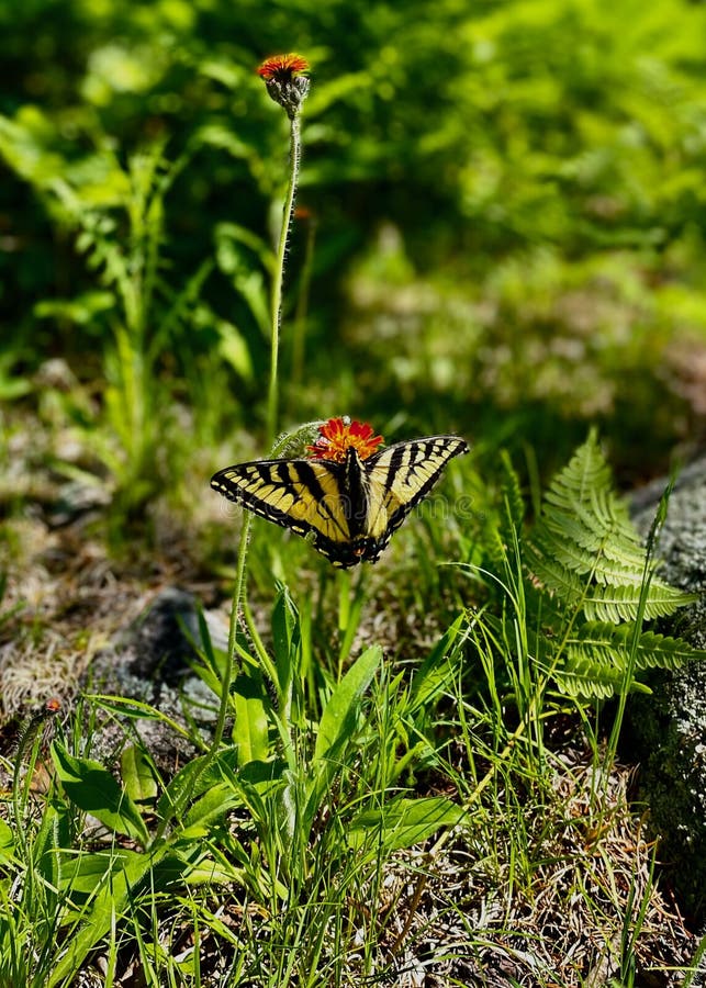 A Butterfly on Fireweed in a Canadian Forest. Stock Photo - Image of ...