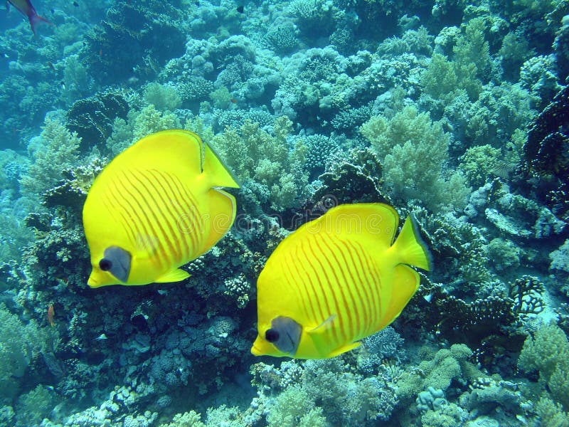 Butterfly fish stock photo. Image of ocean, water, scuba - 11504524