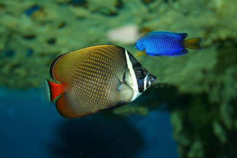 Butterfly-fish stock image. Image of ocean, fishes, aquatic - 1585237