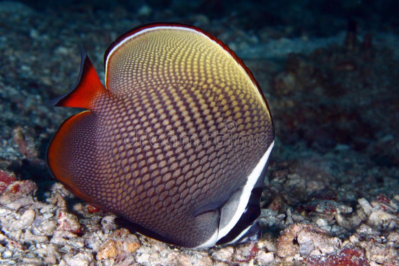 Redtail butterflyfish stock photo. Image of diving, diversity - 28810530