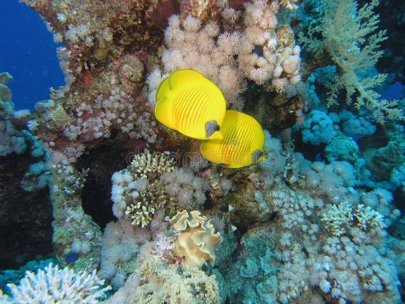 Butterfly fish isolated stock photo. Image of isolated - 13117268