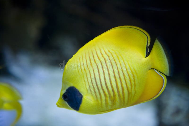 Yellow Tang stock photo. Image of pacific, horizontal, feeding - 6274