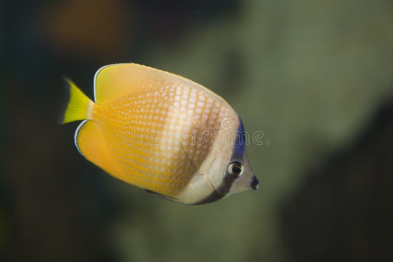 Butterfly-fish stock image. Image of pacific, aquarium - 7409933