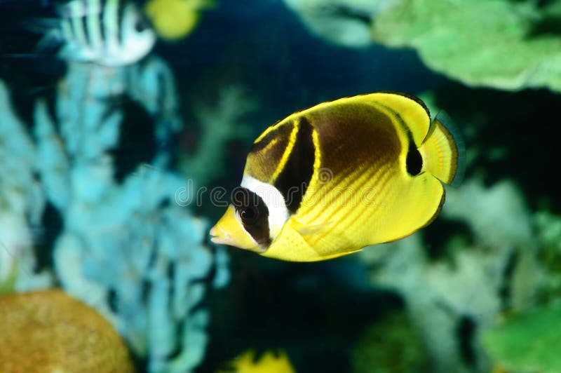 Colorful Butterfly-fish in a Aquarium Stock Photo - Image of zoology ...