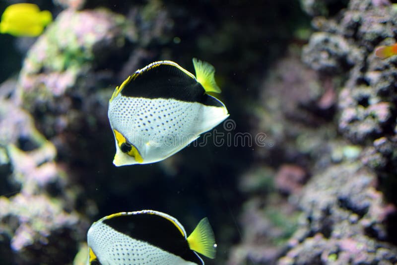 Butterfly Fish with a Black Back Inside Aquarium Stock Photo - Image of ...