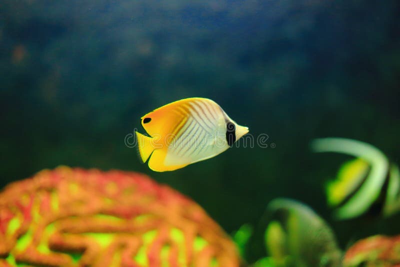 Butterfly fish stock photo. Image of reef, fauna, seafood - 54030060