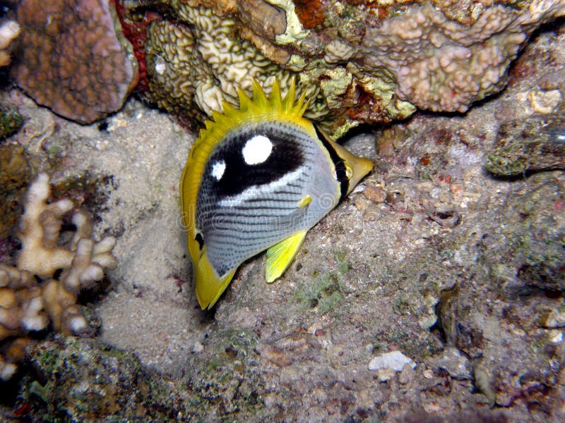 Butterfly fish Red Sea stock photo. Image of camouflage - 17621466