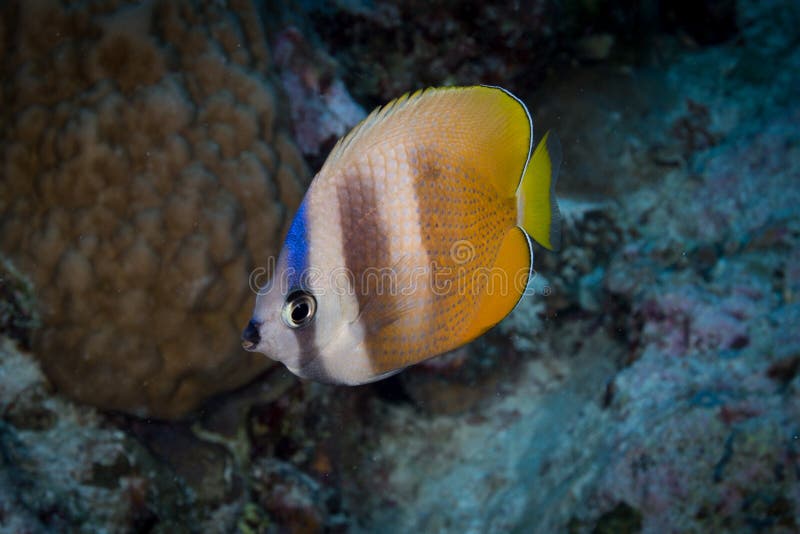 A School of Butterfly Fish School on the Reef Stock Image - Image of ...