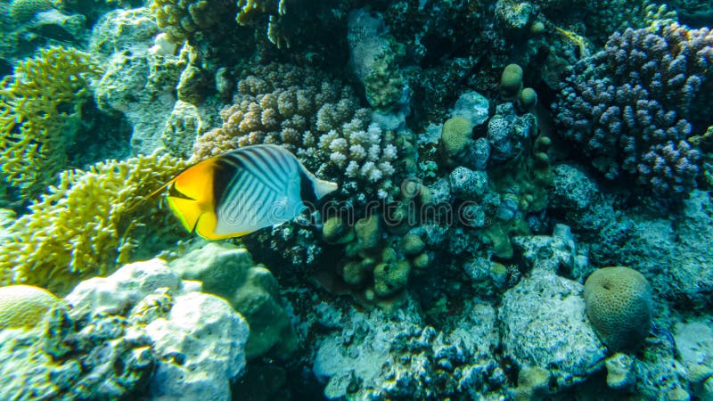Butterfly Fish Swim among the Reefs in the Red Sea Stock Photo - Image ...