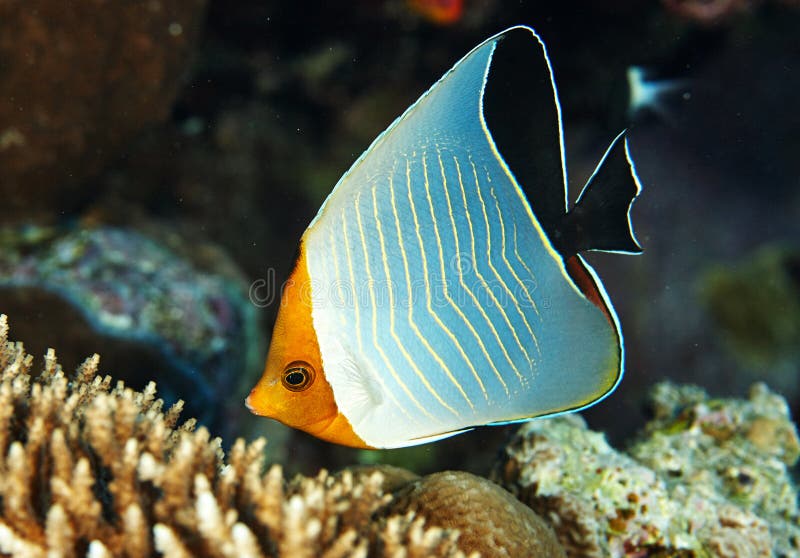 Butterfly fish stock image. Image of aquatic, dangerous - 69024477