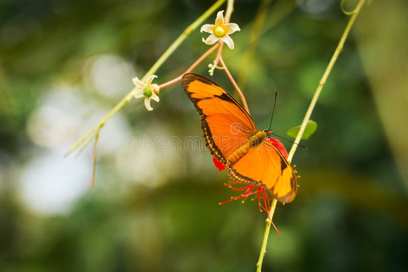 Flame butterfly stock photo. Image of butterfly, insect - 126148758