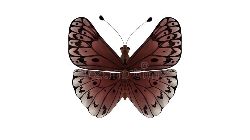 Butterfly Flap Wings Up and Down Beautifully, Close-up Butterfly ...