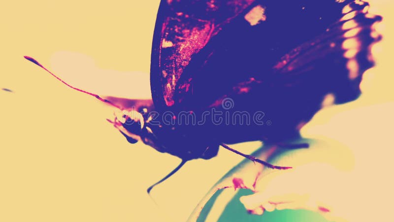 Butterfly Flapping Its Wings on the Windowsill Stock Footage - Video of ...