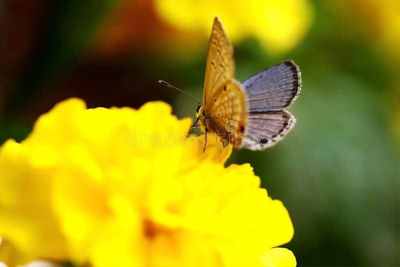 Butterfly and flow stock image. Image of natural, wings - 155692073