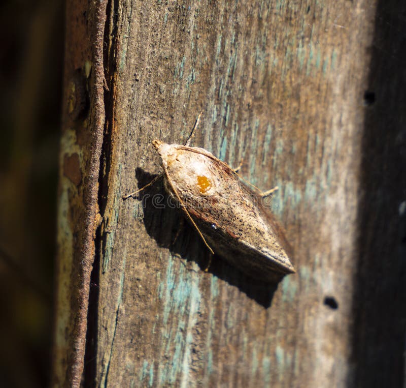 Wax Moth Butterfly on the Inside of the Hive Cover Stock Photo - Image ...