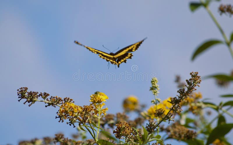 Butterfly in flight stock image. Image of black, caterpillar - 39896377