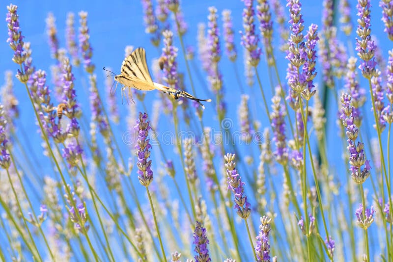 Butterfly in flight stock photo. Image of flight, colorful - 60506124