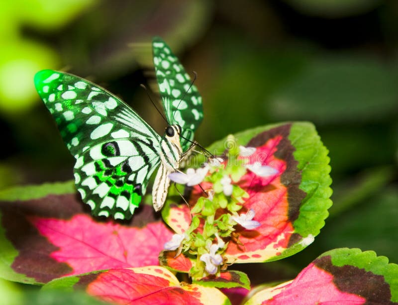 A Butterfly Flittering Wings Stock Photo - Image of meadow, decorate ...