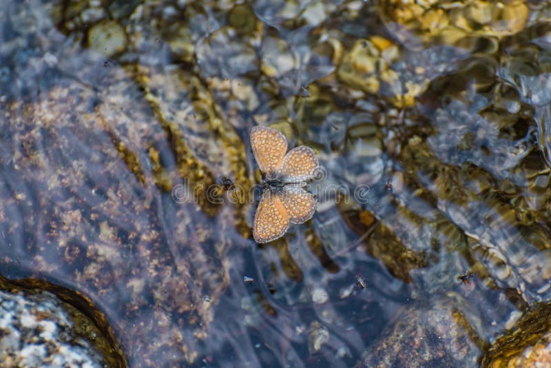 Floating Butterfly Isolated Stock Photos - Free & Royalty-Free Stock ...