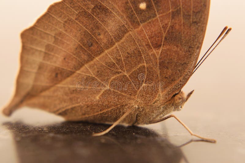 A Butterfly on the Floor with Zoom in the Face Stock Image - Image of ...