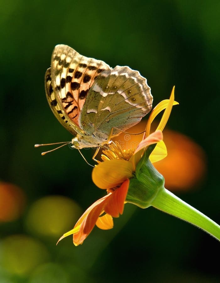 Butterfly on flower stock image. Image of macro, green - 13441843
