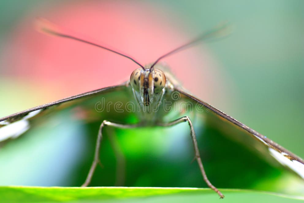 Butterfly on flower stock image. Image of closeup, cockroach - 13523767