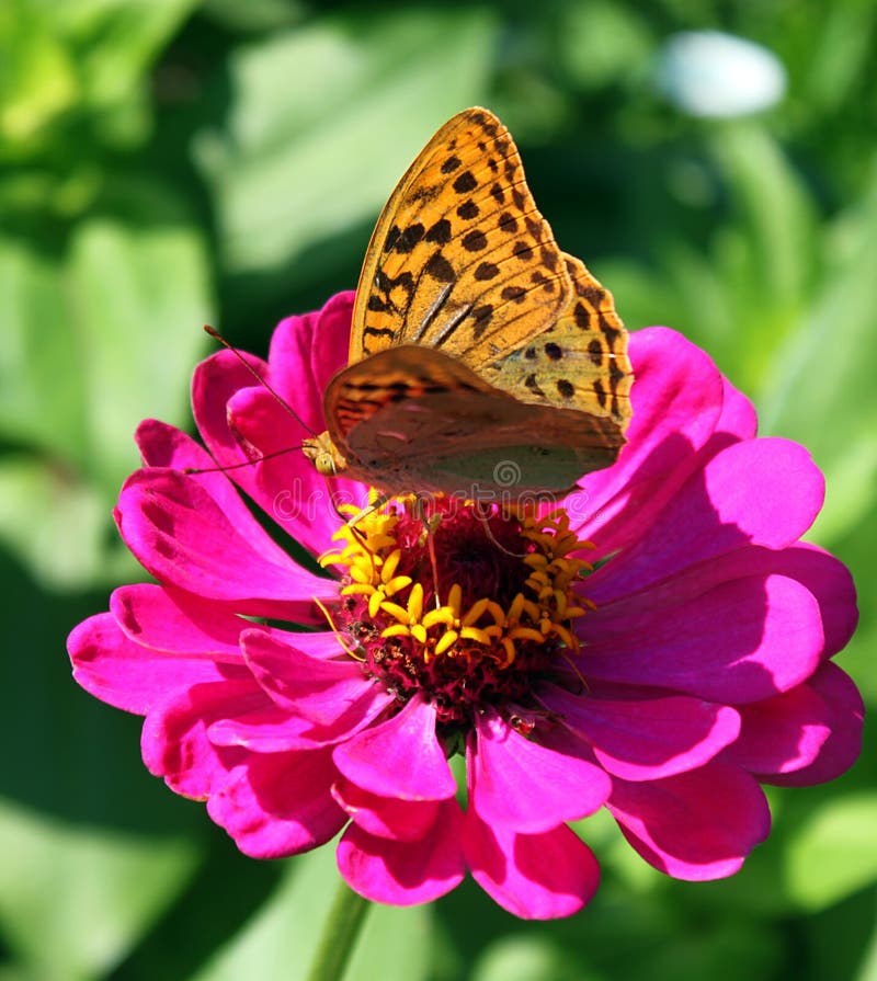 Butterfly on flower stock photo. Image of season, winged - 15041760