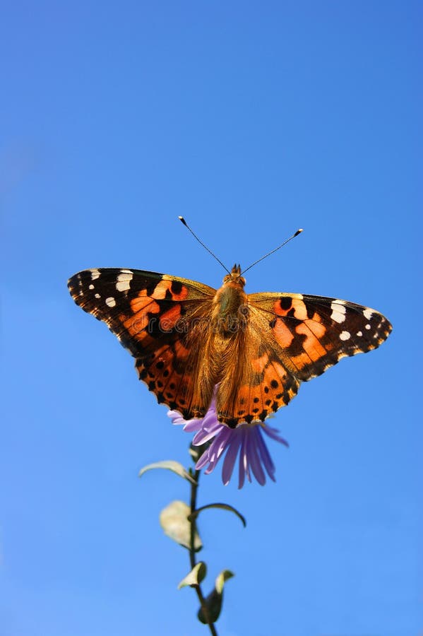 Julia Butterfly stock image. Image of garden, micro, dryas - 9509815