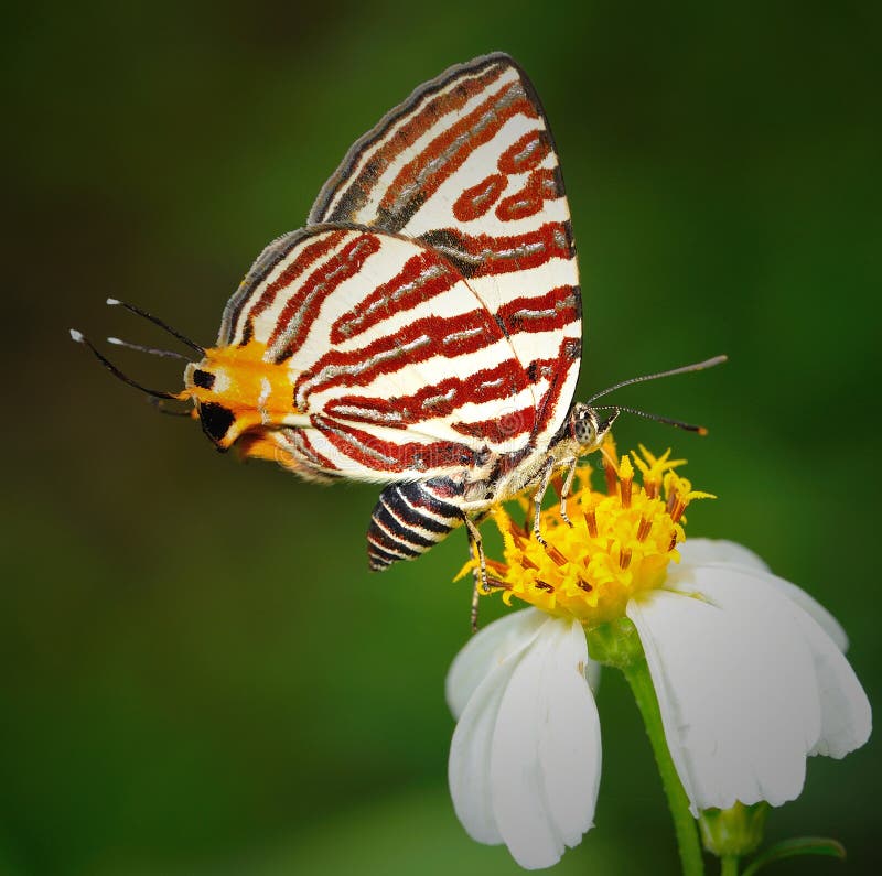 Butterfly on flower stock image. Image of country, close - 18758545