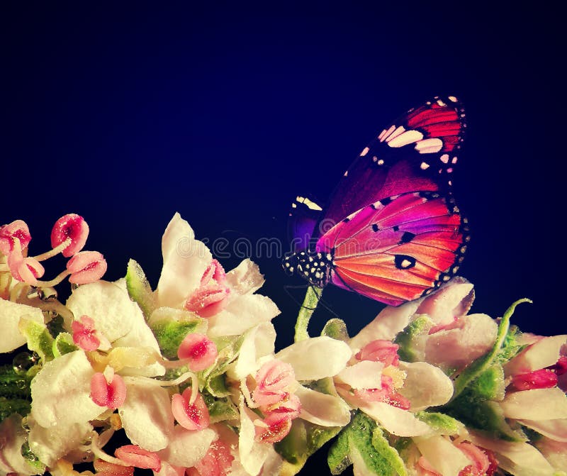 Butterfly magic love world stock image. Image of fantasy - 141074933