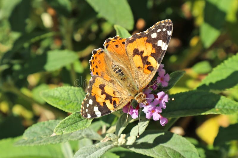 The time of the butterfly stock image. Image of black - 95730427