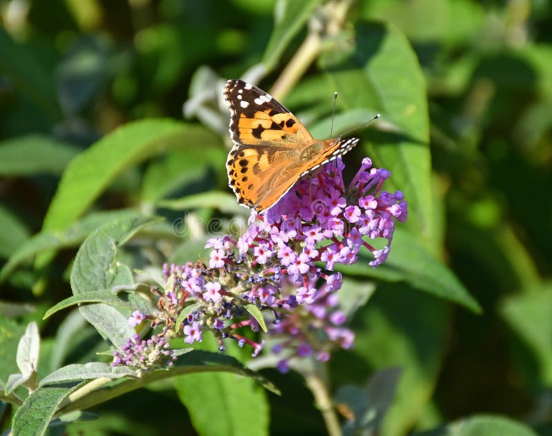 The time of the butterfly stock image. Image of black - 95730427