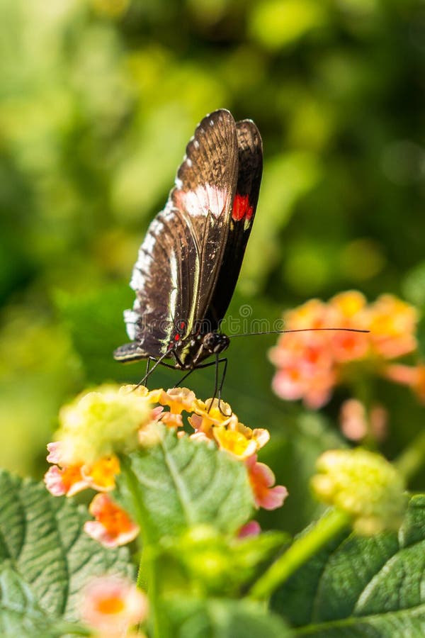 Butterfly on a Flower stock image. Image of small, flowerbed - 121235295