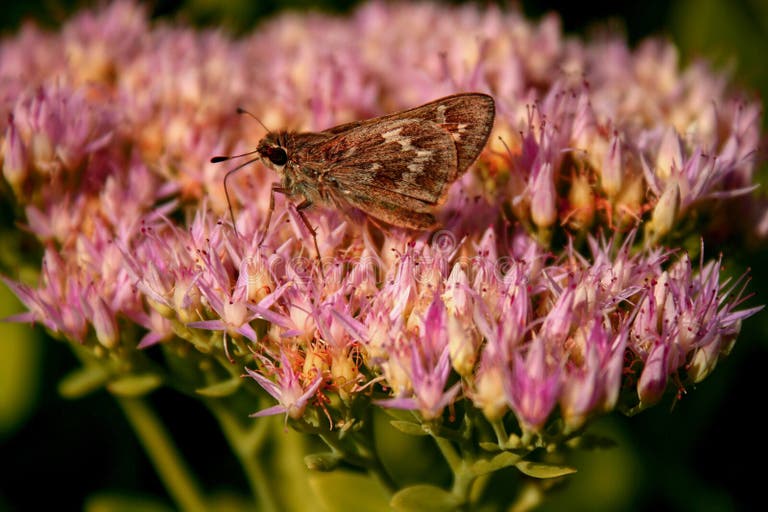 Butterfly on Flower stock image. Image of lyssandra, beautiful - 71687767