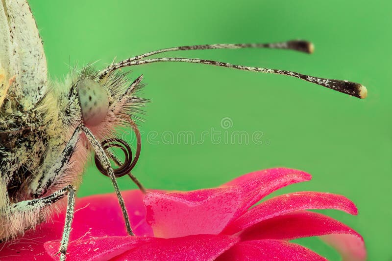 Extreme Magnification - Butterfly Proboscis Under the Microscope Stock ...