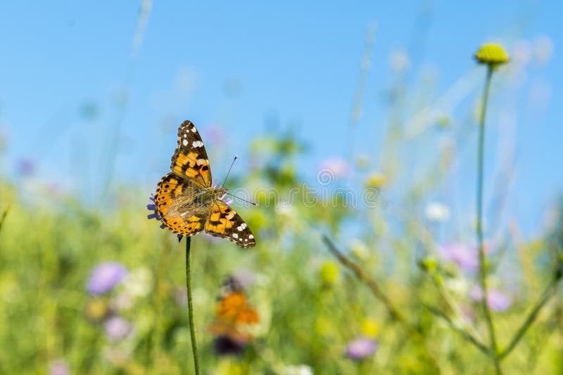 Butterfly on a Flower in a Field. Butterfly on Grass Field with Warm ...