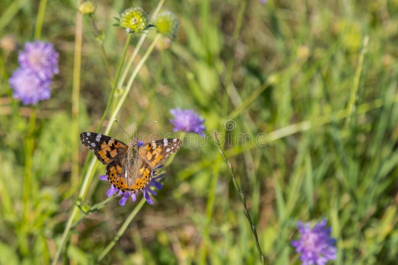 Butterfly on a Flower in a Field. Butterfly on Grass Field with Warm ...