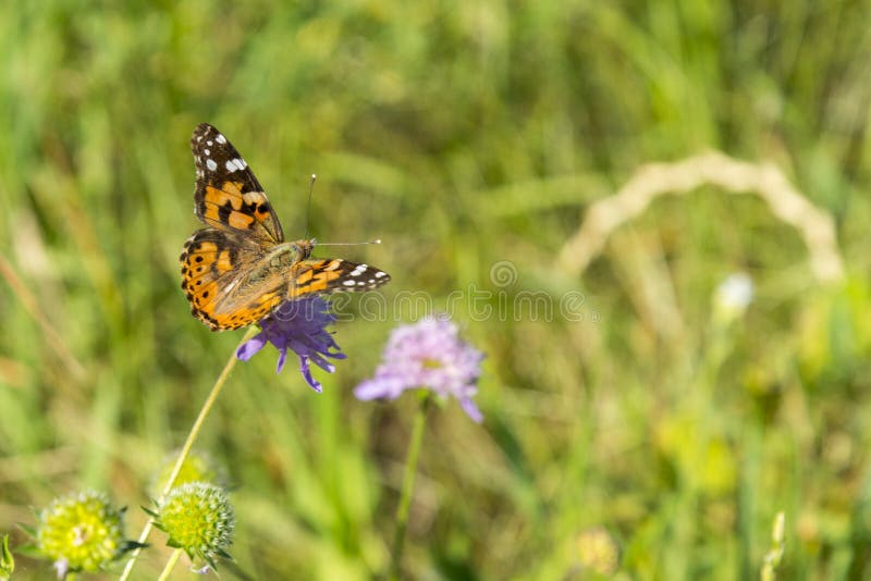 Butterfly on a Flower in a Field. Butterfly on Grass Field with Warm ...